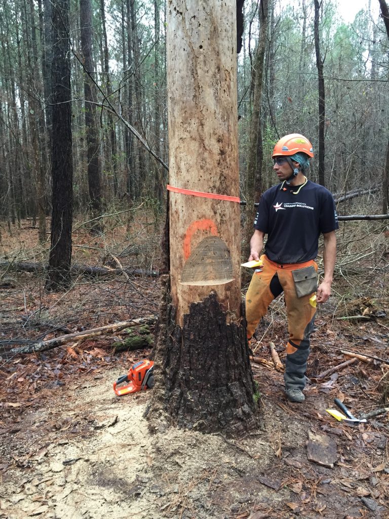 Chainsaw Safety – Chainsaw Training Resources at the Center for Urban Agriculture