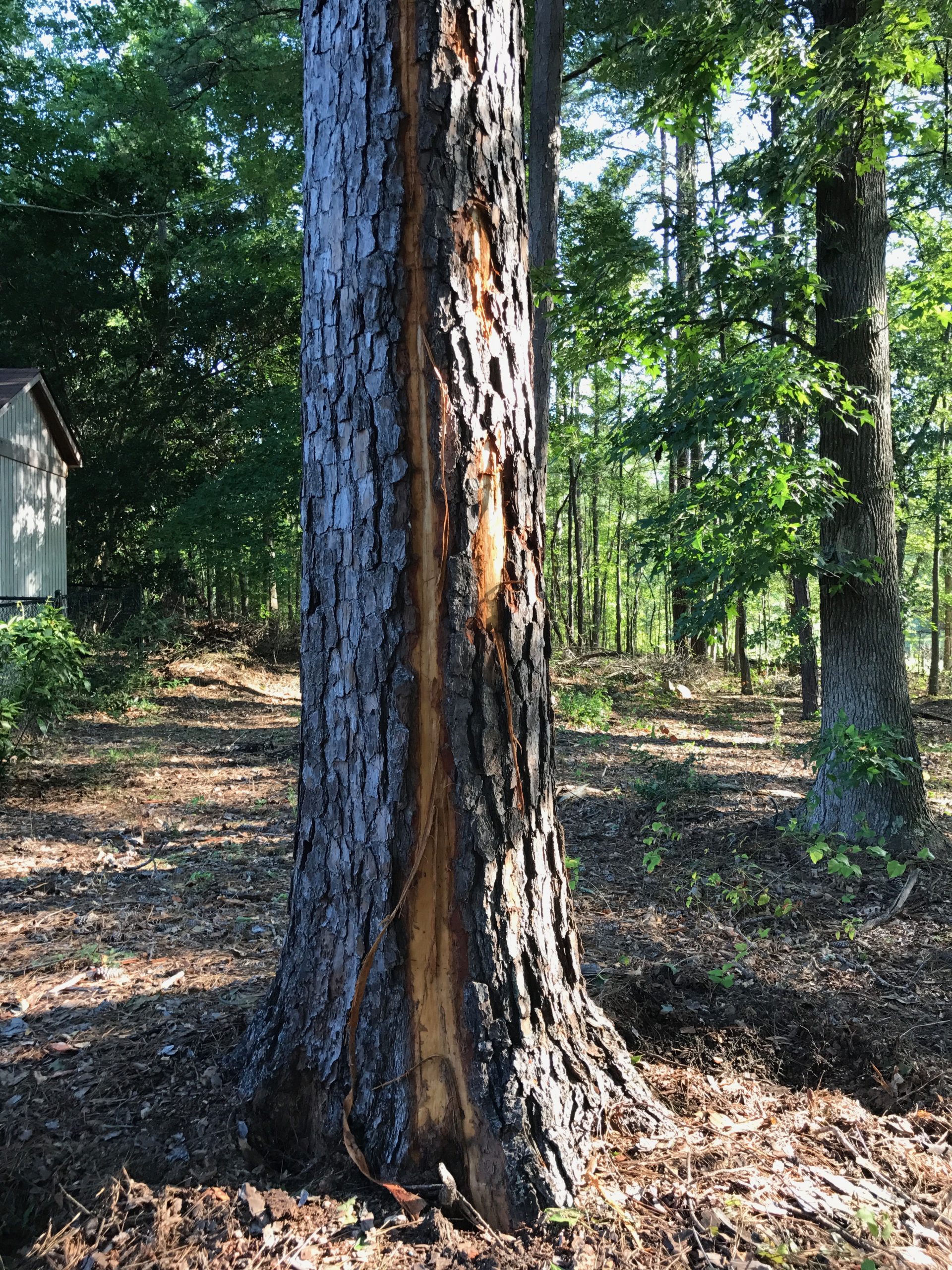 Chainsaw Safety – Chainsaw Training Resources at the Center for Urban ...